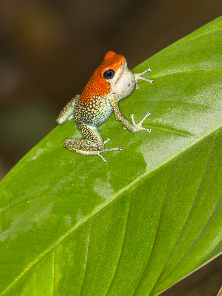 The tiny red frogs (ranitas rojas) of Finca Bellavista! - Finca ...