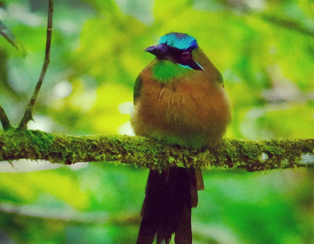 The Ultimate Bird Watcher’s Paradise in Costa Rica: Finca Bellavista ...