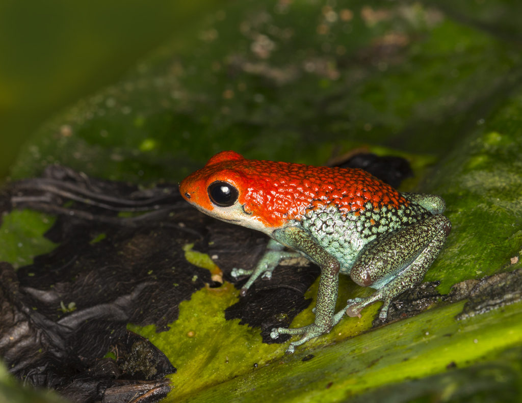 The tiny red frogs (ranitas rojas) of Finca Bellavista! - Finca ...