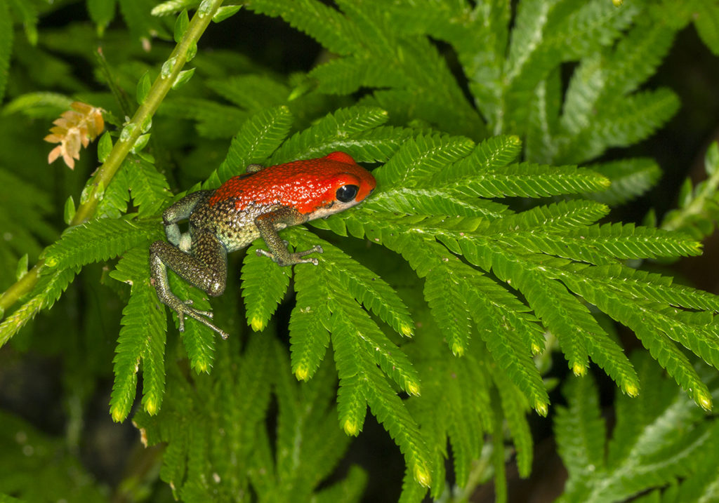 The tiny red frogs (ranitas rojas) of Finca Bellavista! - Finca ...
