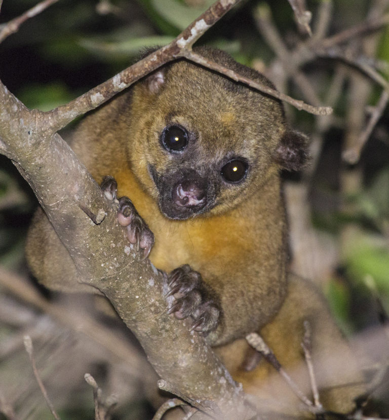 Introducing the Kinkajou – acrobatic carnivore of the treetops - Finca ...