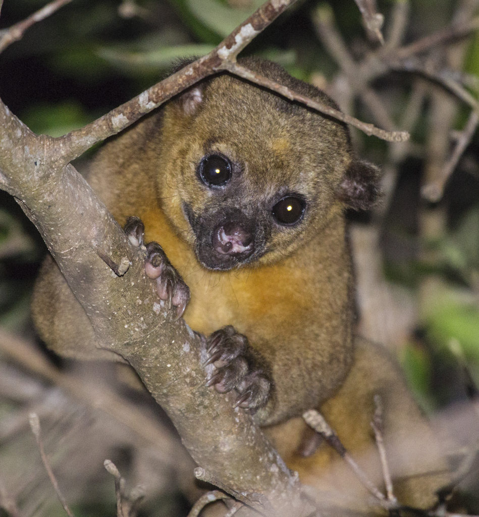 Introducing the Kinkajou – acrobatic carnivore of the treetops - Finca ...